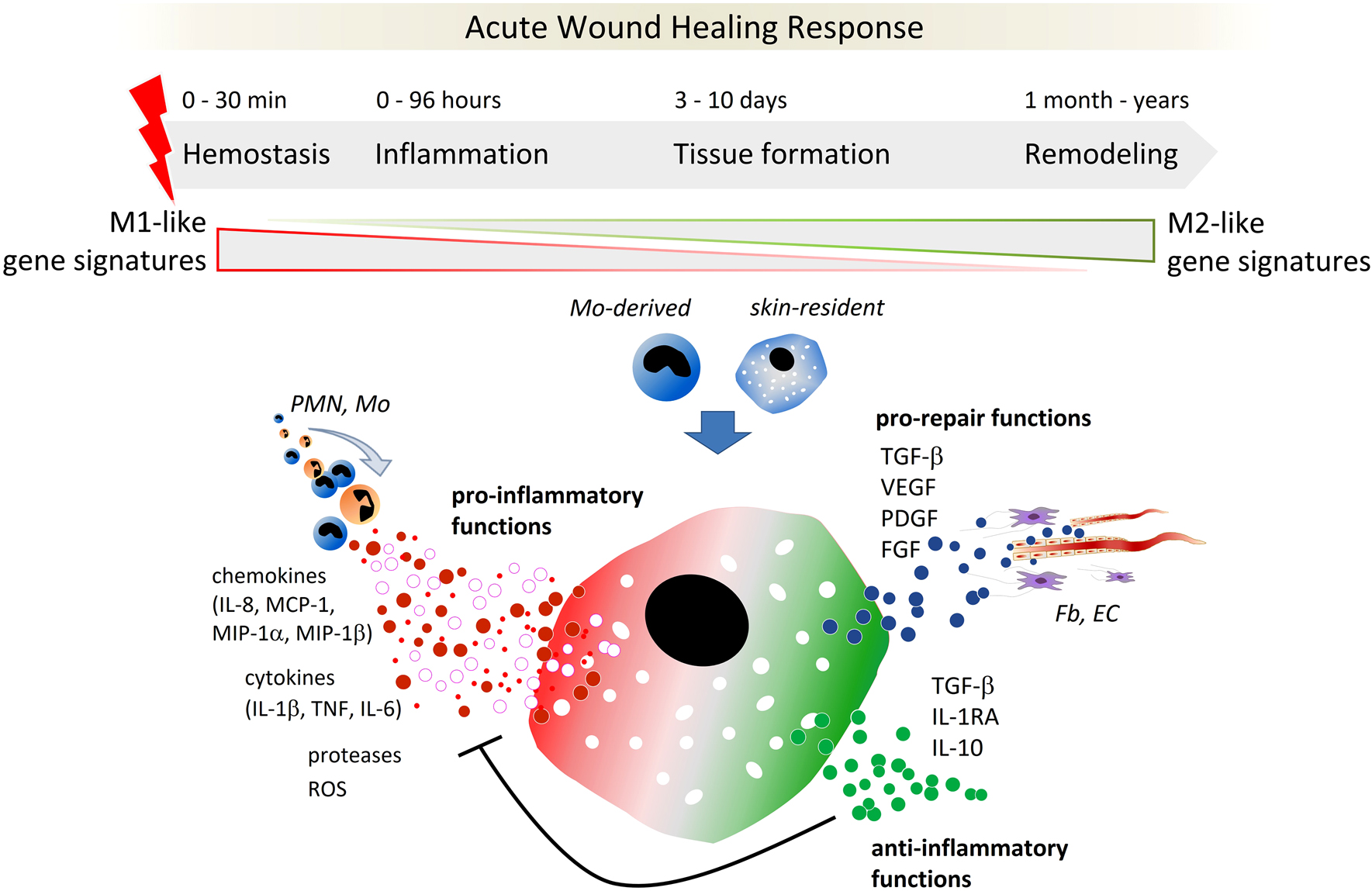Modulation of macrophage functions by ECM-inspired wound dressings – a ...