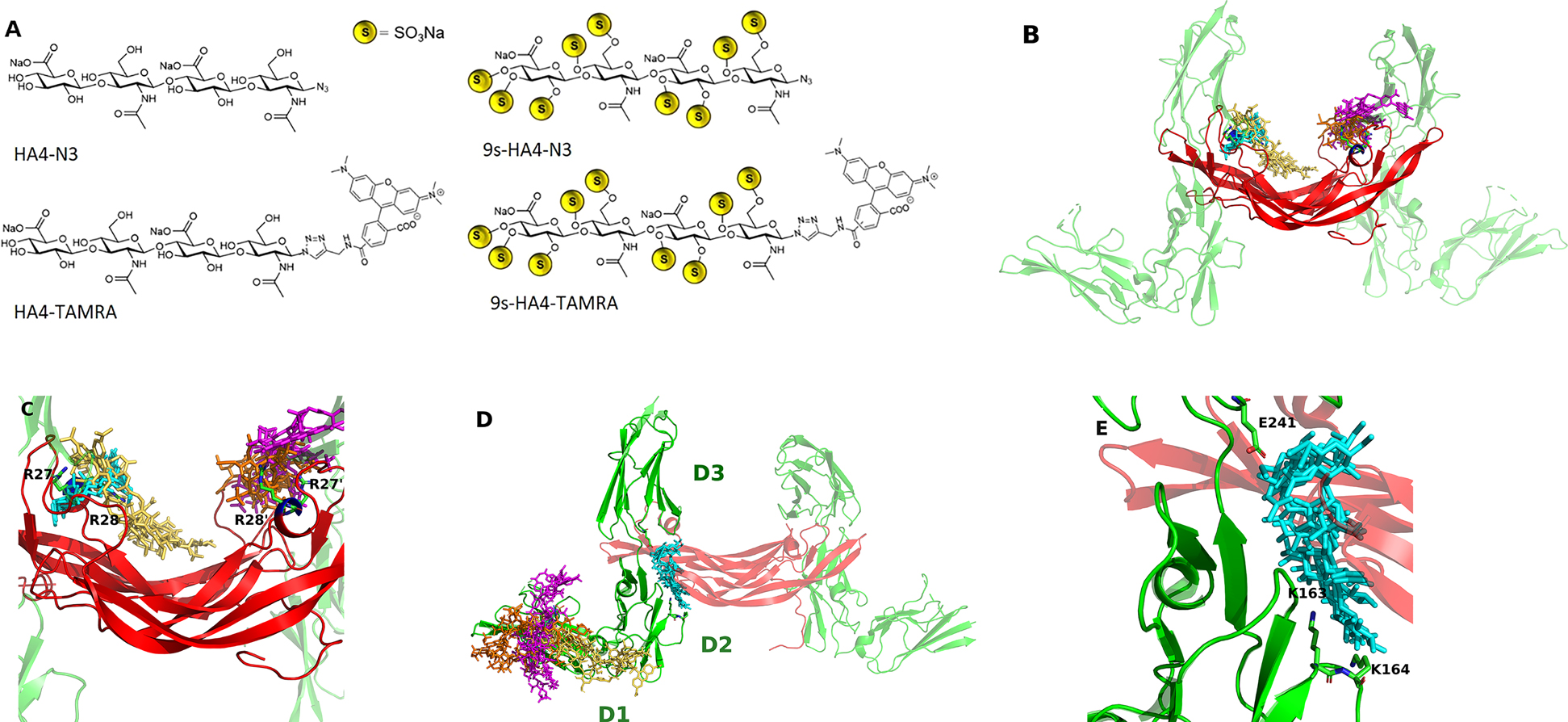 Structural insights into the modulation of PDGF/PDGFR-β complexation by ...