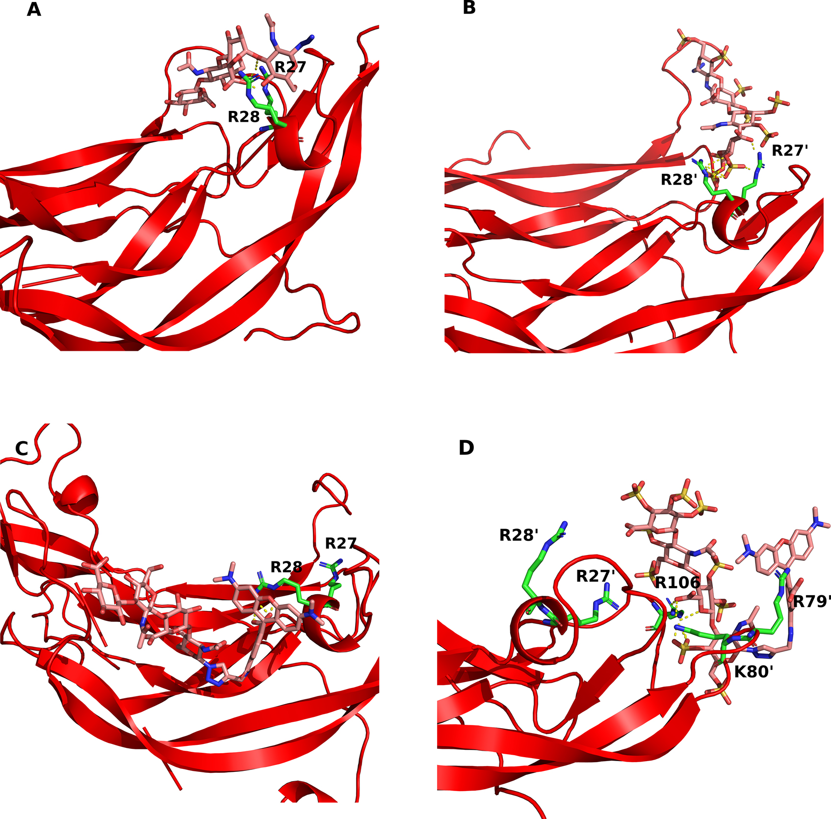 Structural insights into the modulation of PDGF/PDGFR-β complexation by ...