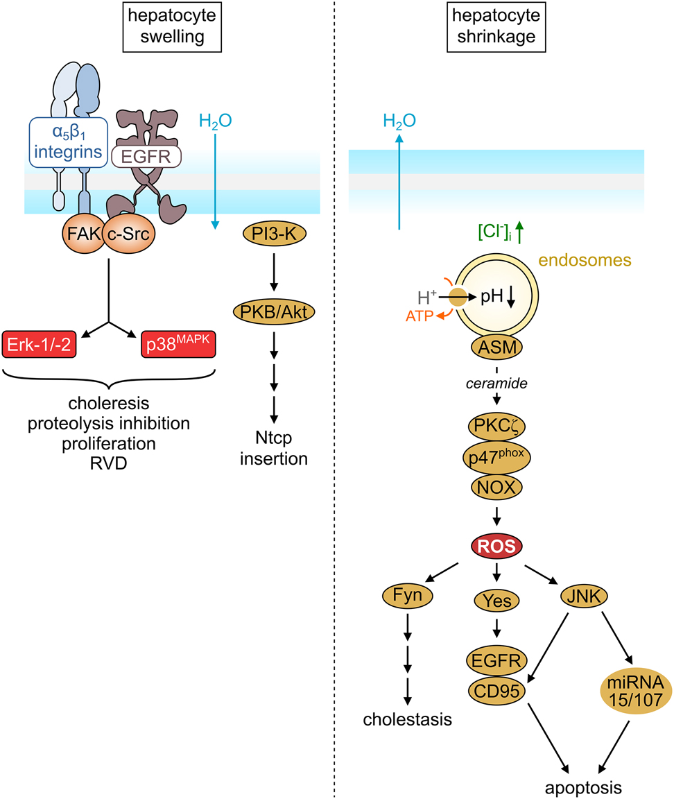 Liver cell hydration and integrin signaling