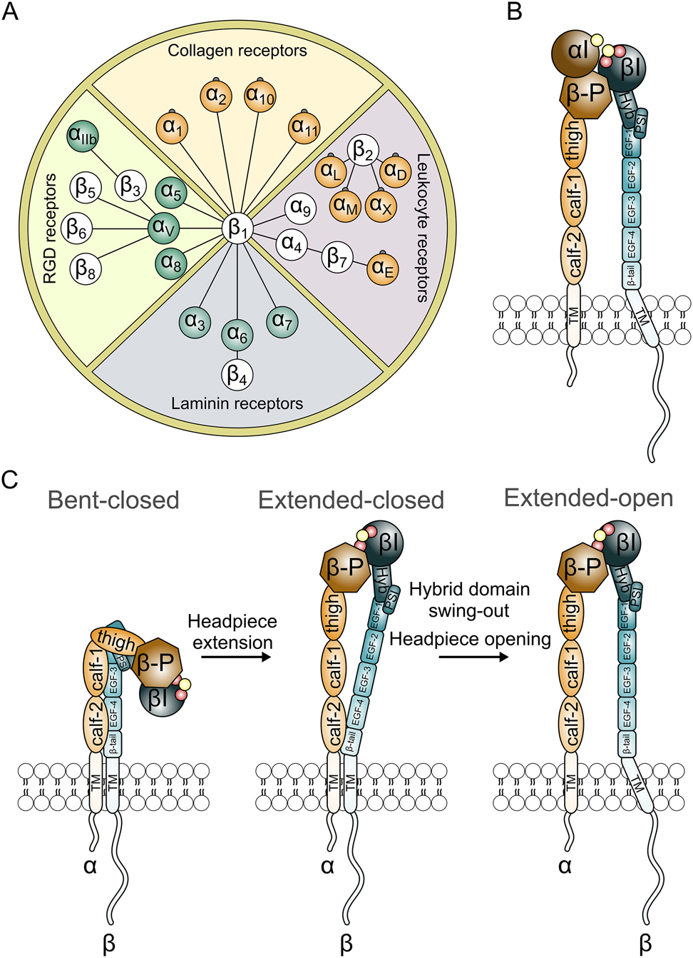 Liver cell hydration and integrin signaling