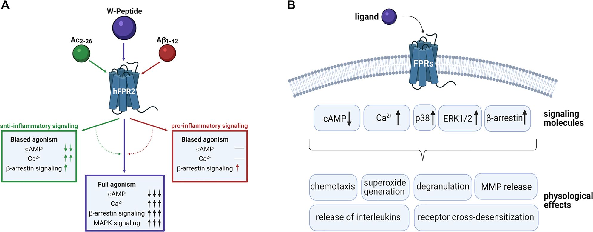 Emerging contributions of formyl peptide receptors to neurodegenerative ...
