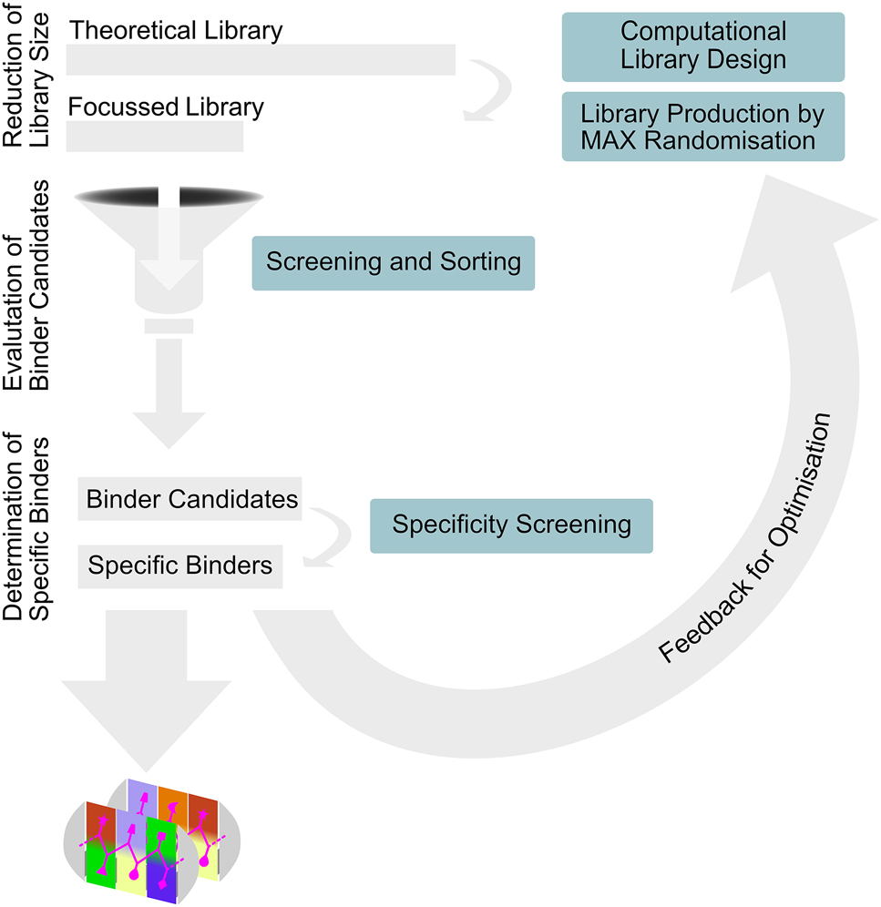 Modular peptide binders – development of a predictive technology as ...