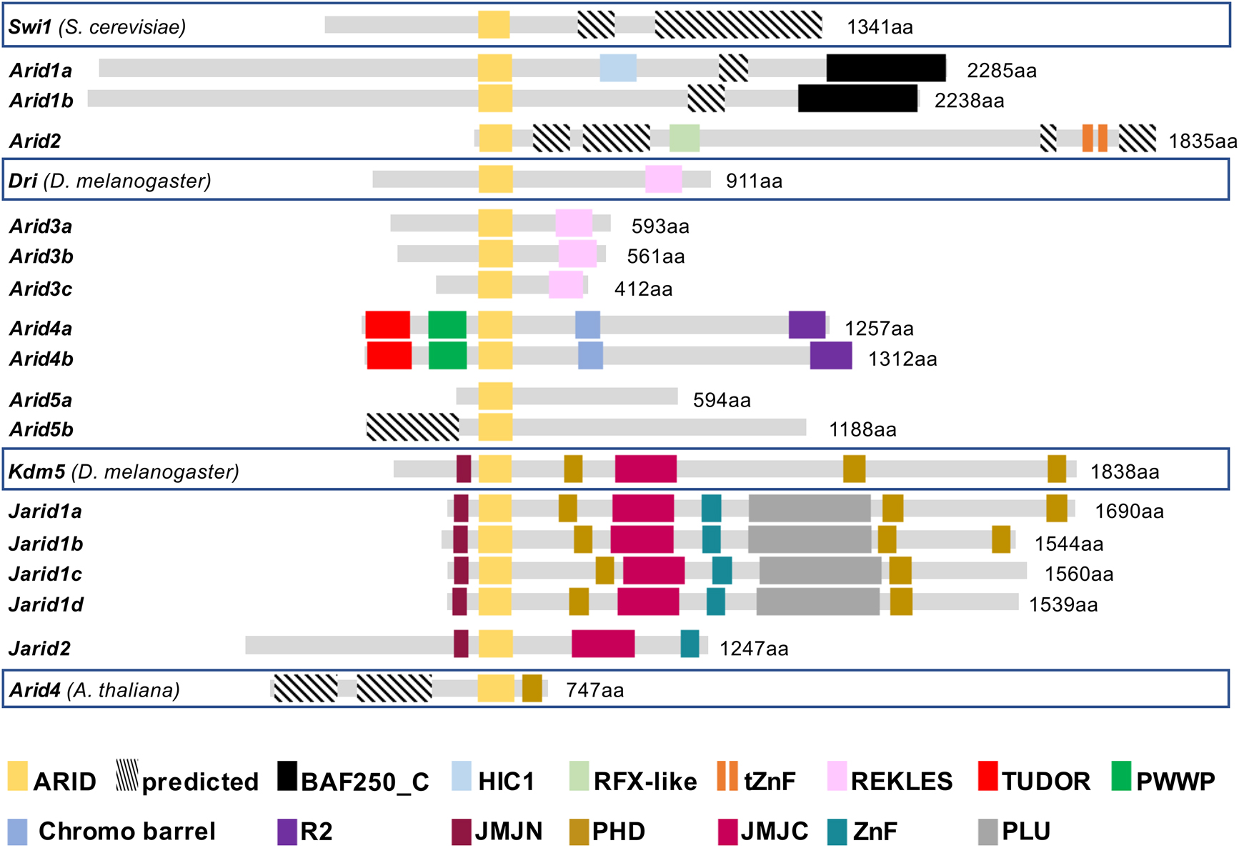 Structures and nucleic acid-binding preferences of the eukaryotic ARID ...