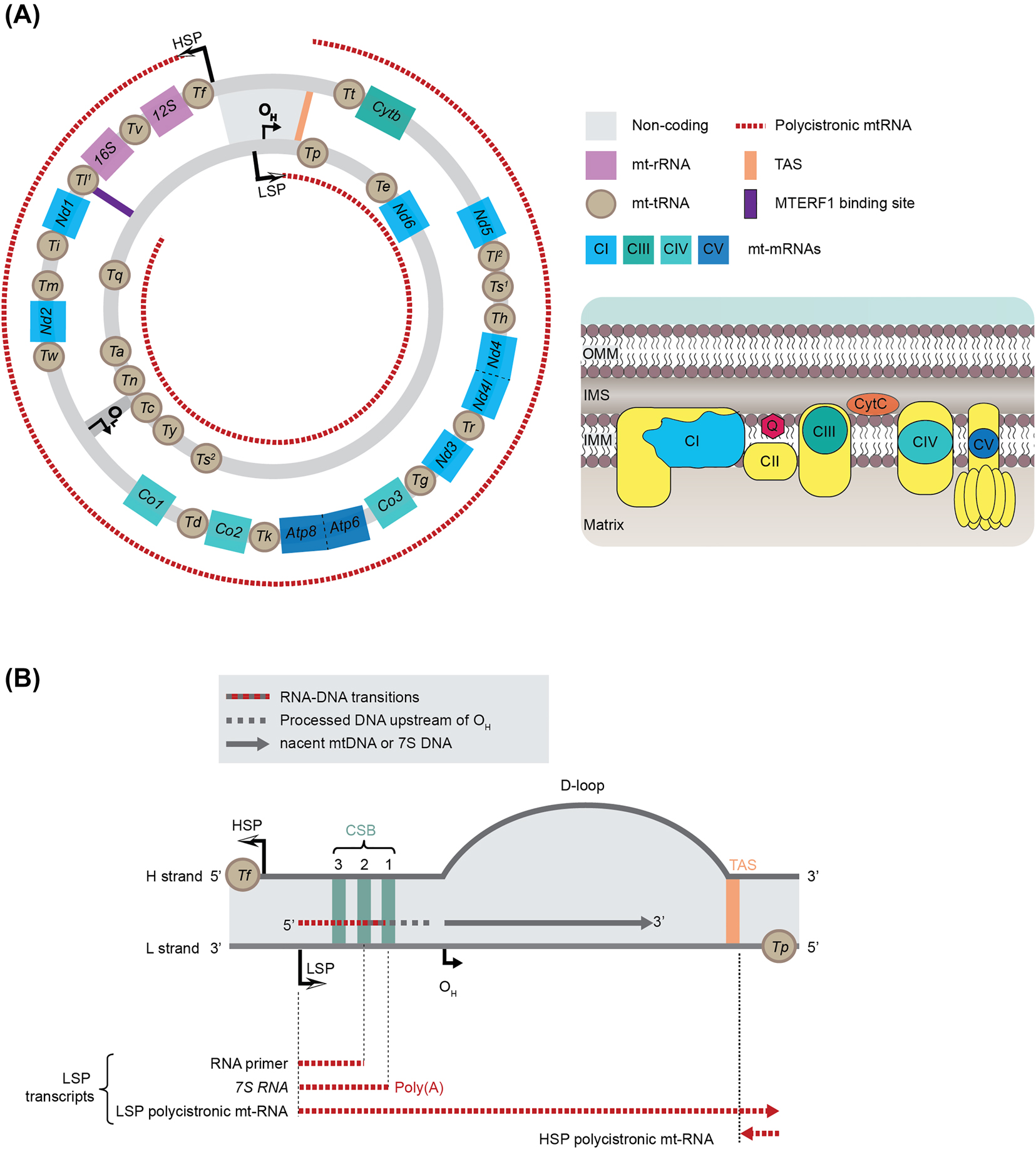 Starting the engine of the powerhouse: mitochondrial transcription and ...
