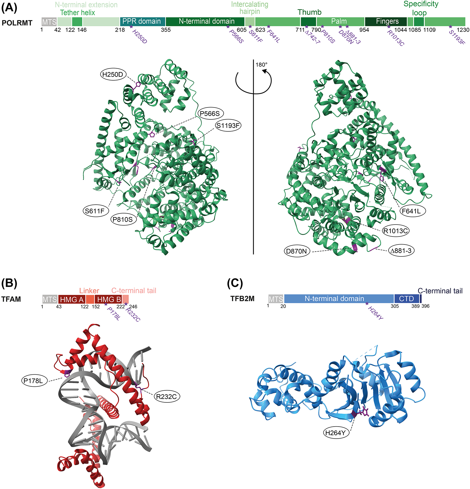 Starting the engine of the powerhouse: mitochondrial transcription and ...
