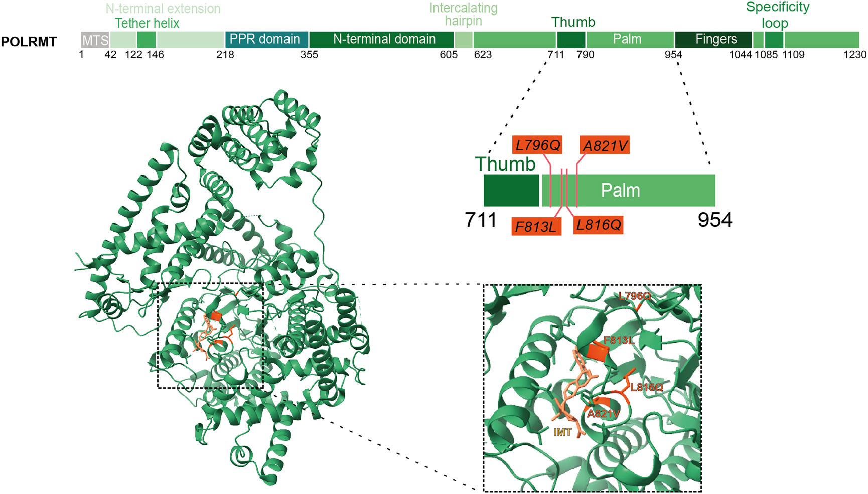 Starting the engine of the powerhouse: mitochondrial transcription and ...