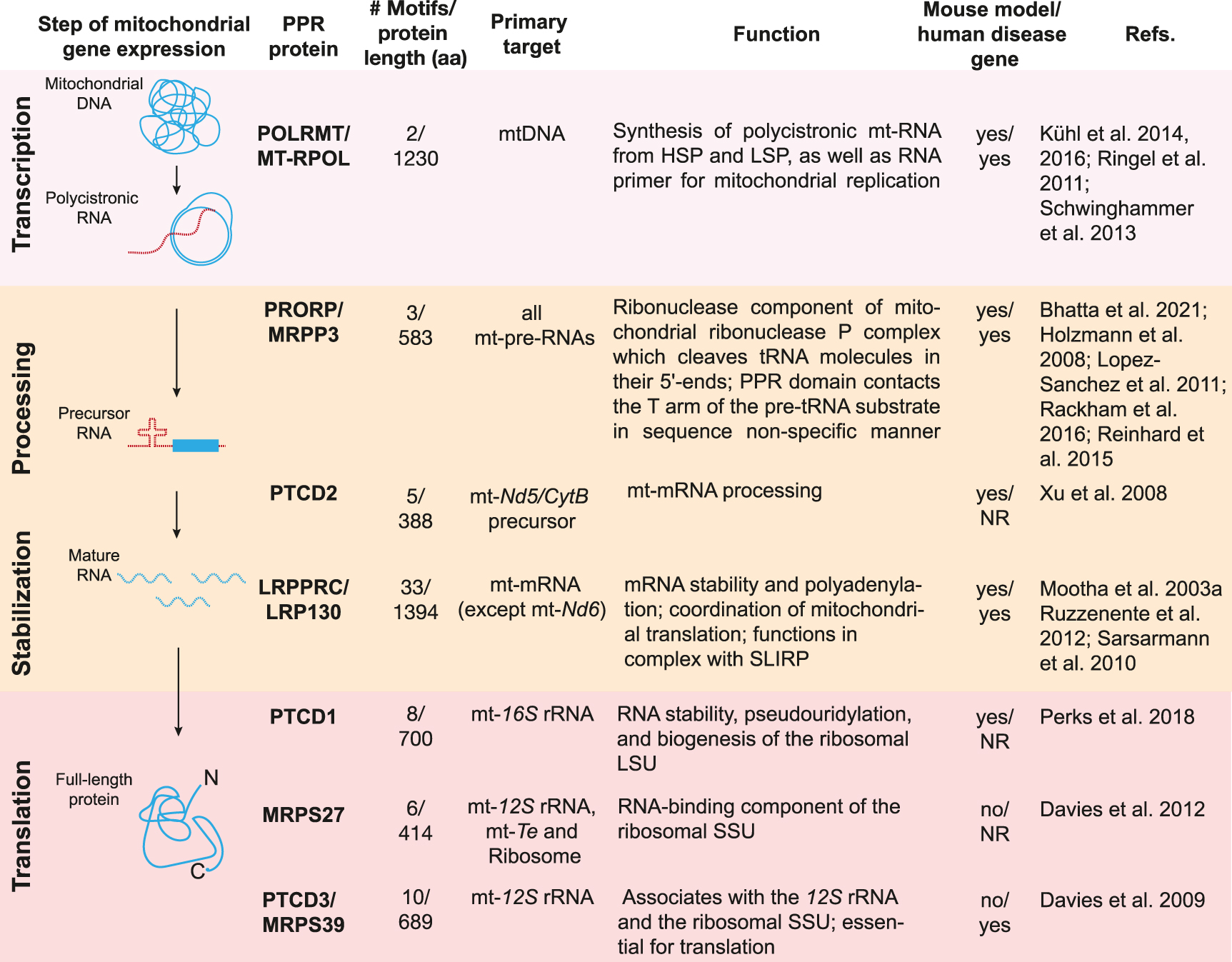 Starting the engine of the powerhouse: mitochondrial transcription and ...