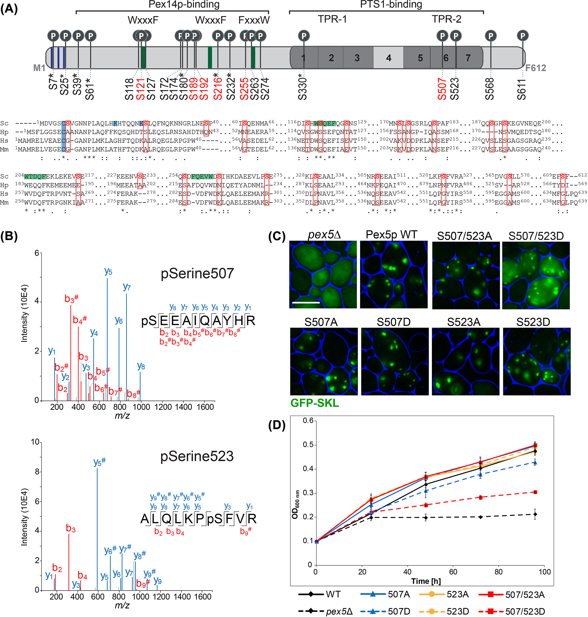 Phosphorylation of the receptor protein Pex5p modulates import of ...
