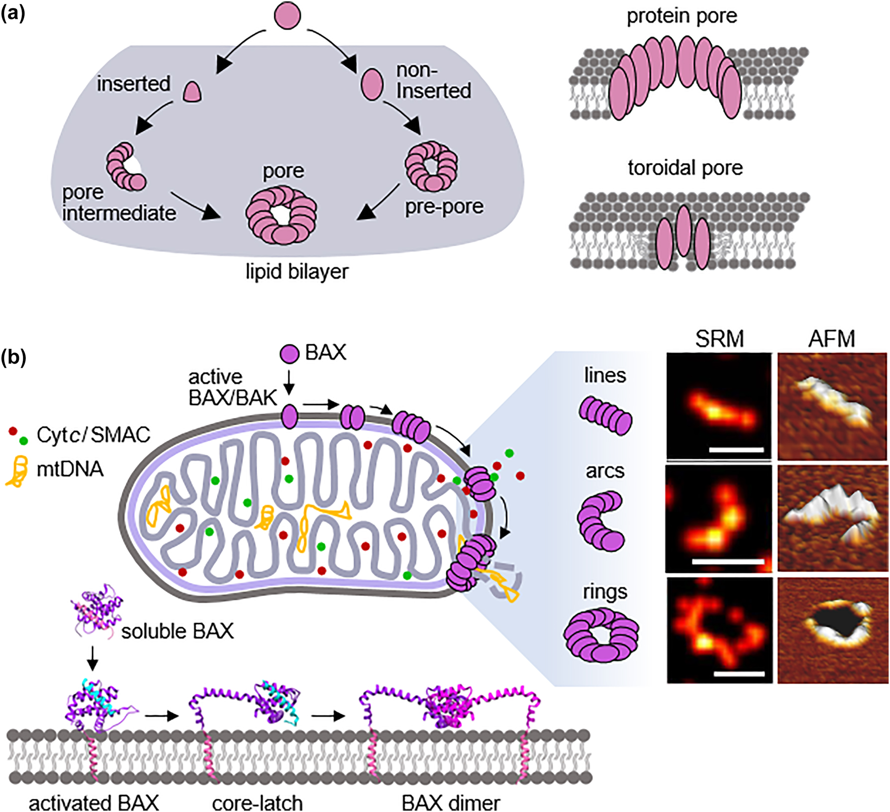 Membrane damage and repair: a thin line between life and death