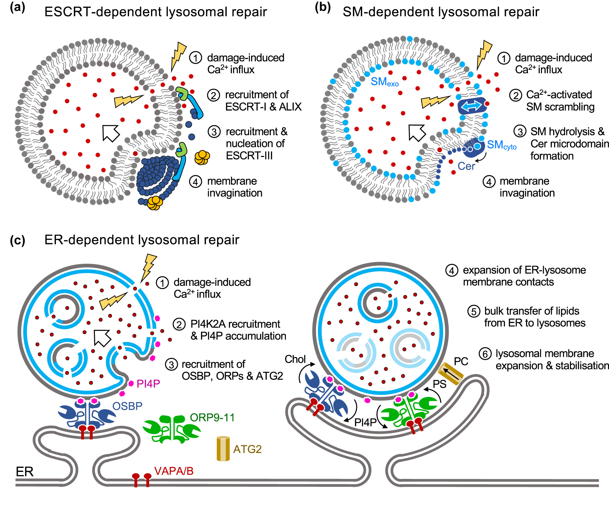 Membrane damage and repair: a thin line between life and death