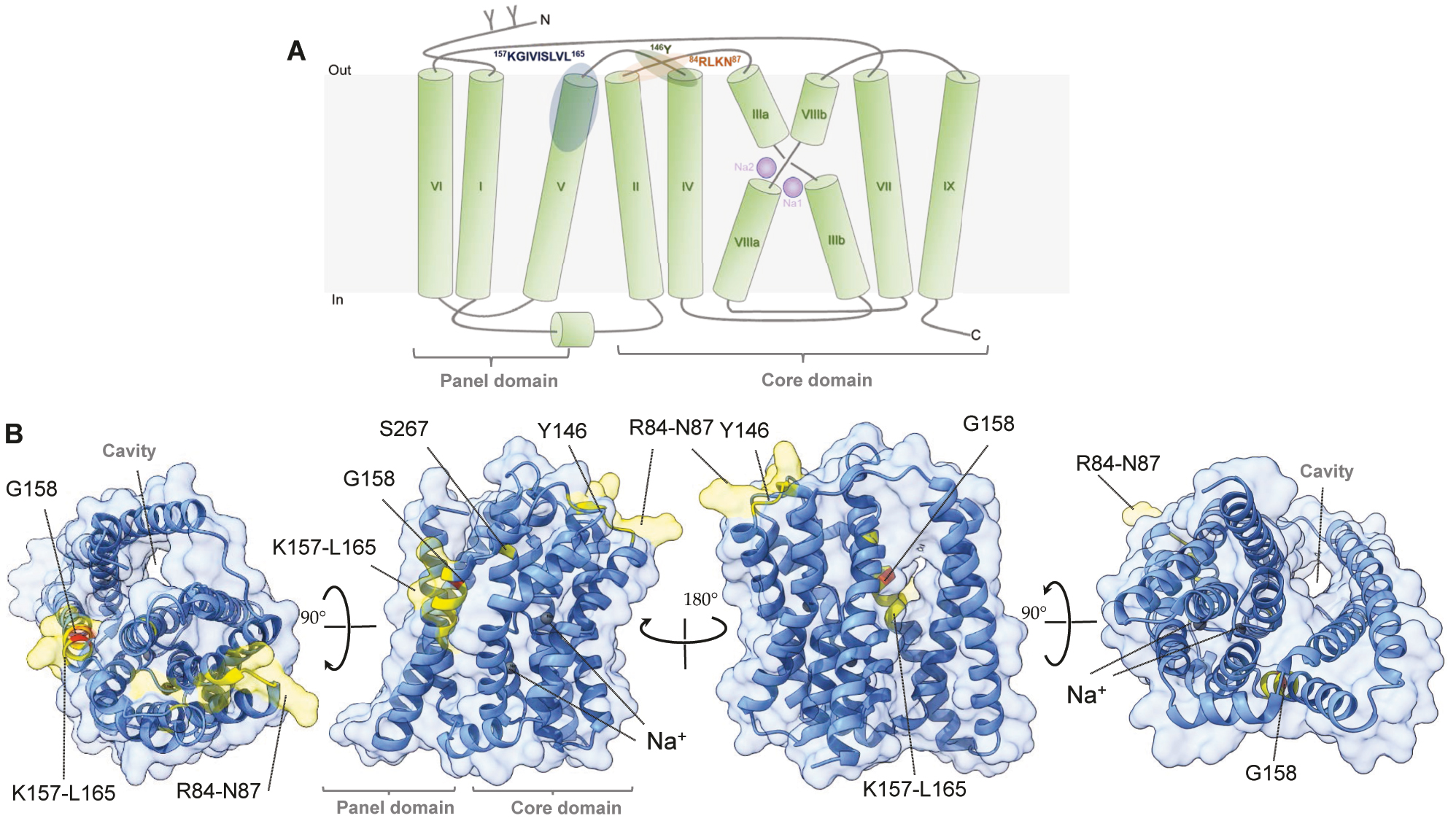 Interactions of Na+/taurocholate cotransporting polypeptide with host ...