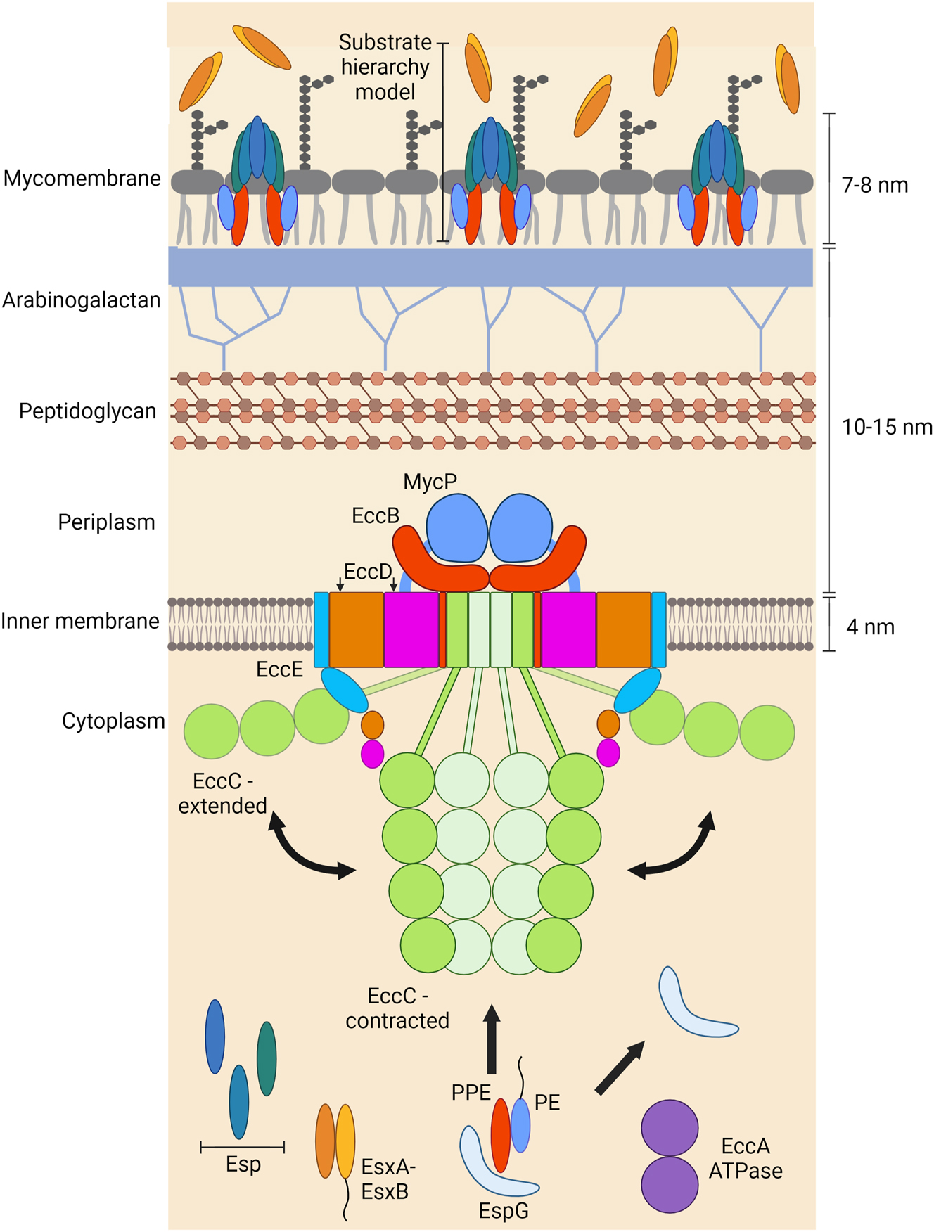 Mycobacterial type VII secretion systems