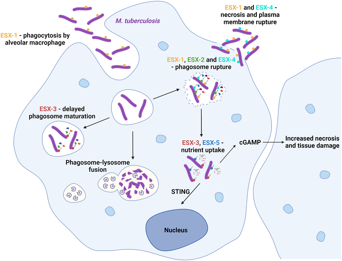 Mycobacterial type VII secretion systems