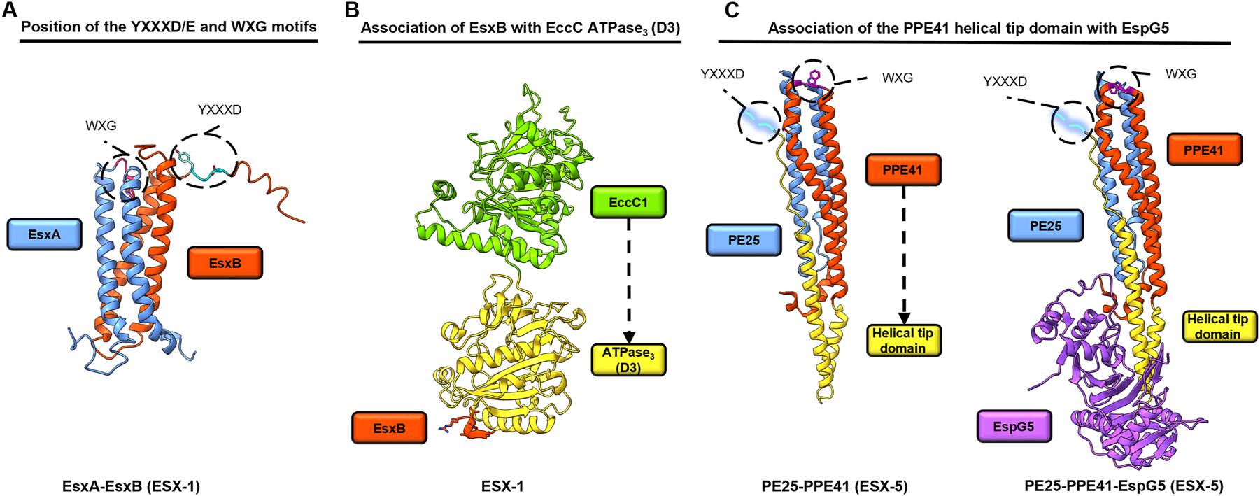 Mycobacterial type VII secretion systems