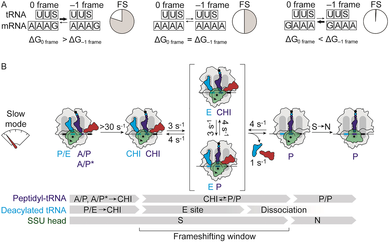 The many faces of ribosome translocation along the mRNA: reading frame ...