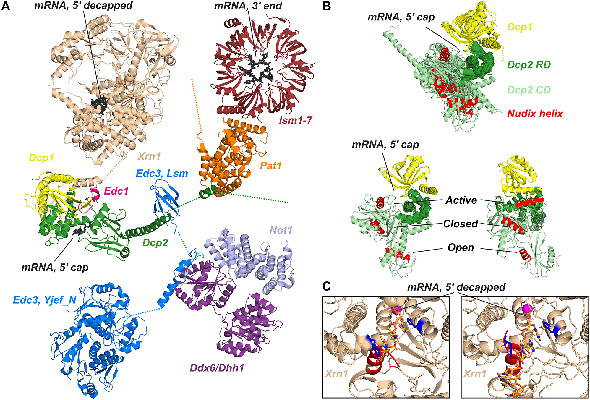 A structural biology view on the enzymes involved in eukaryotic mRNA ...