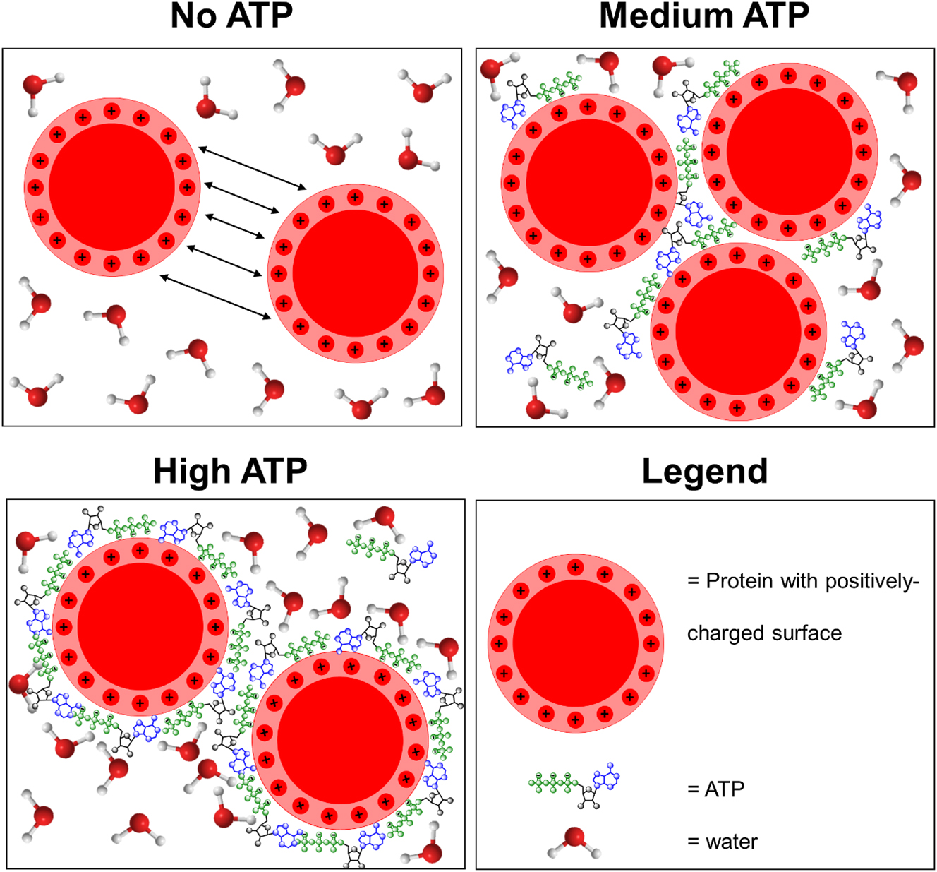 The emerging role of ATP as a cosolute for biomolecular processes