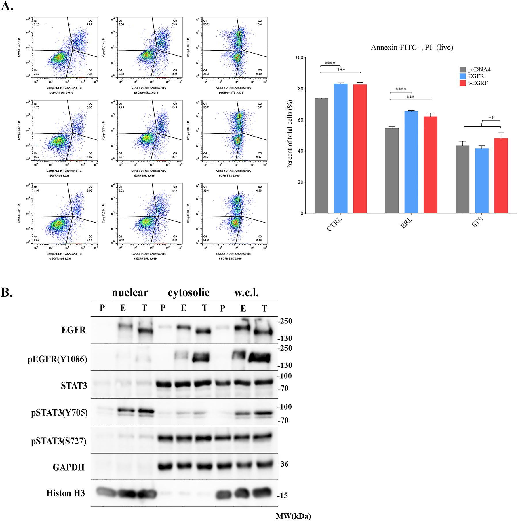 Cathepsin L-mediated EGFR cleavage affects intracellular signalling ...