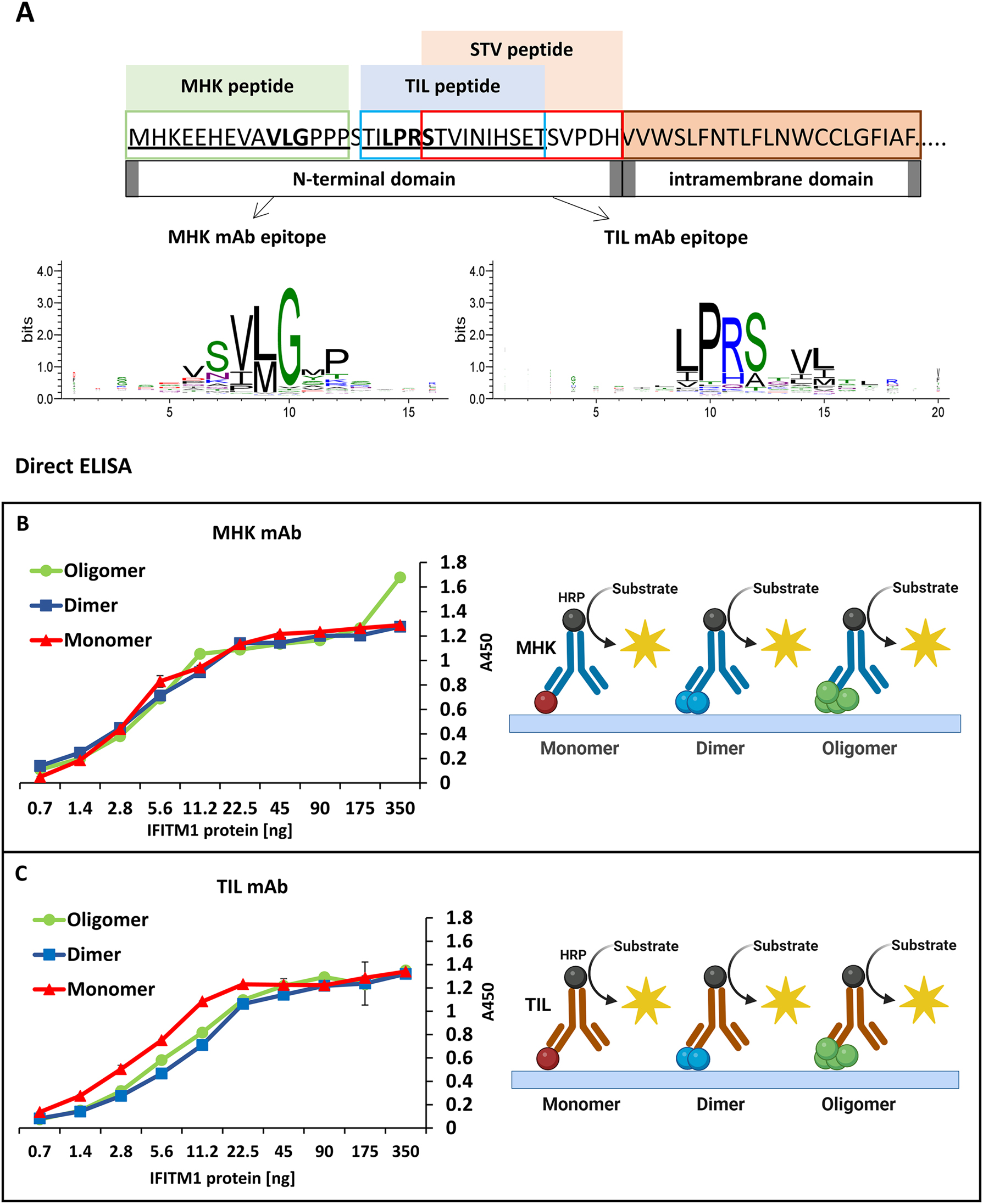 Biochemical evidence for conformational variants in the anti-viral and ...