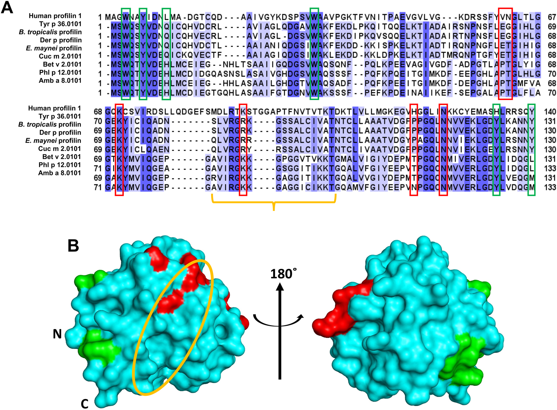 Structural homology of mite profilins to plant profilins is not ...