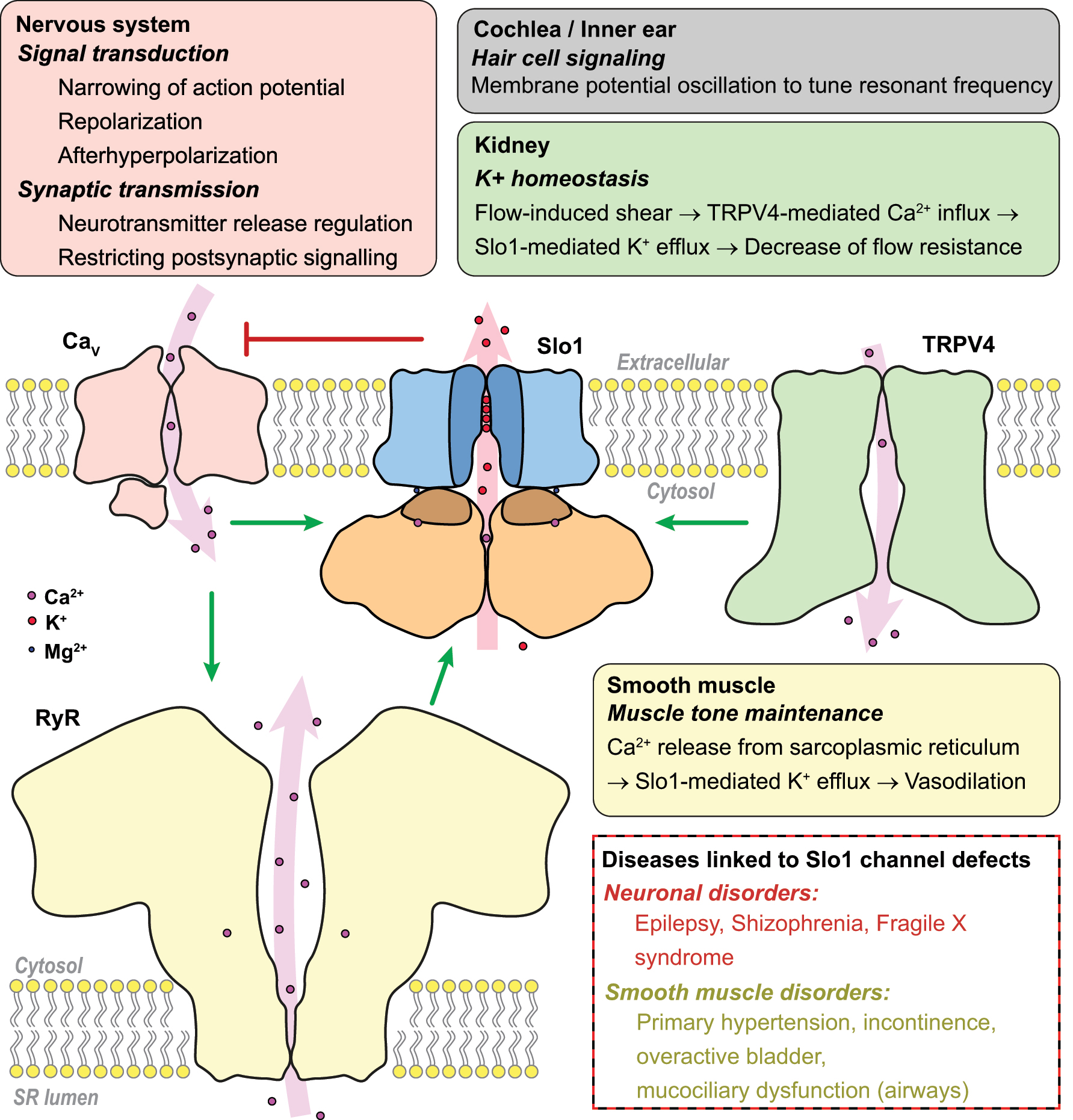 The complex regulation of Slo1 potassium channels from a structural ...