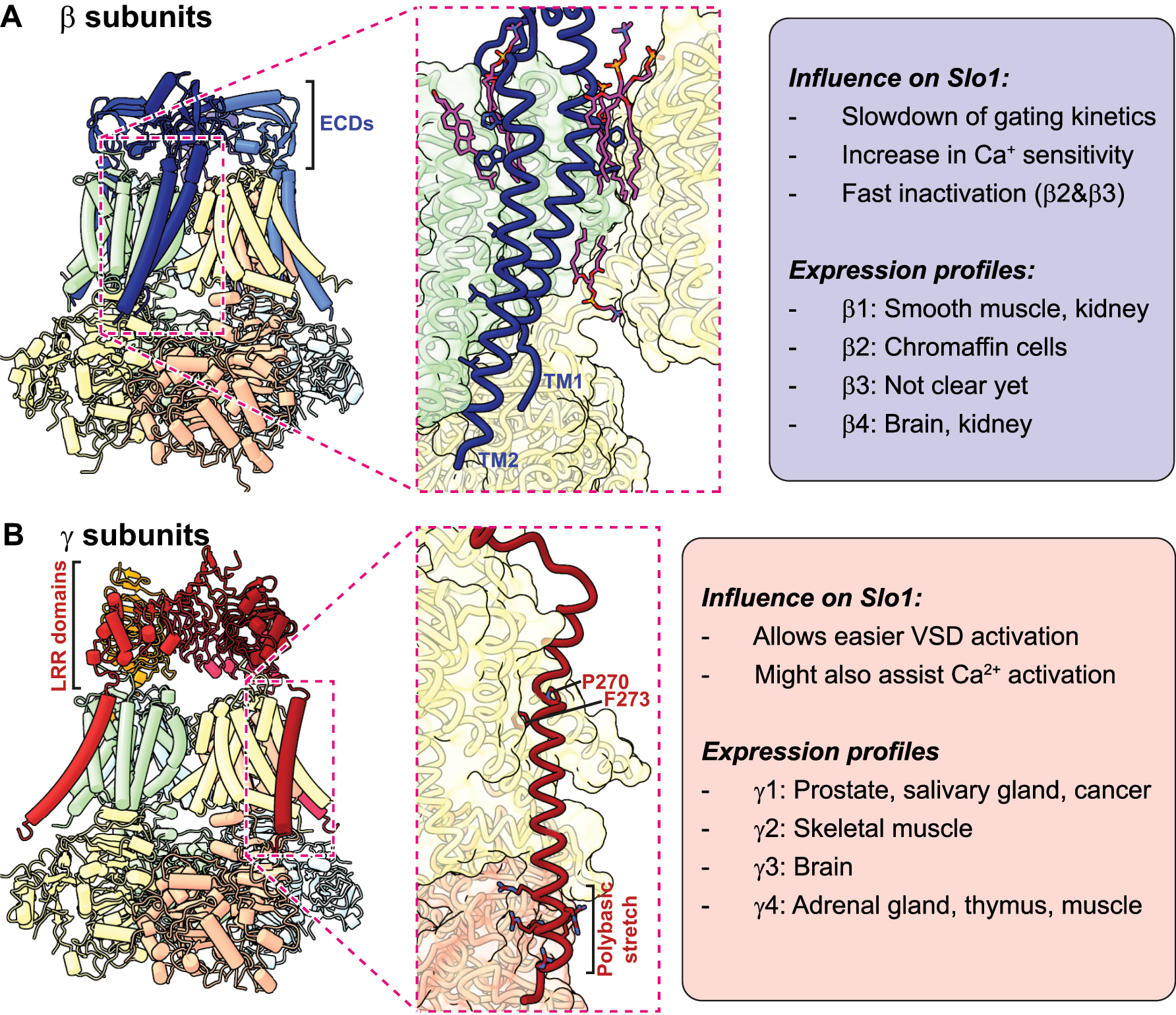 The complex regulation of Slo1 potassium channels from a structural ...