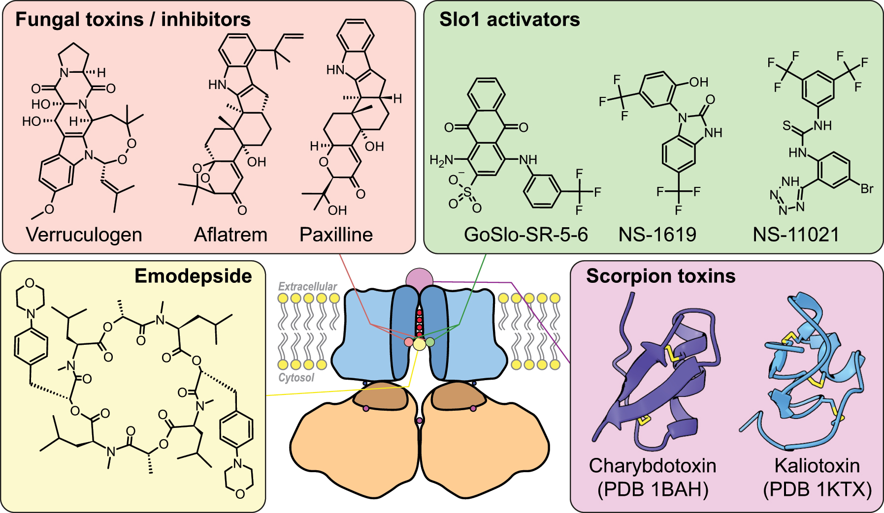 The complex regulation of Slo1 potassium channels from a structural ...