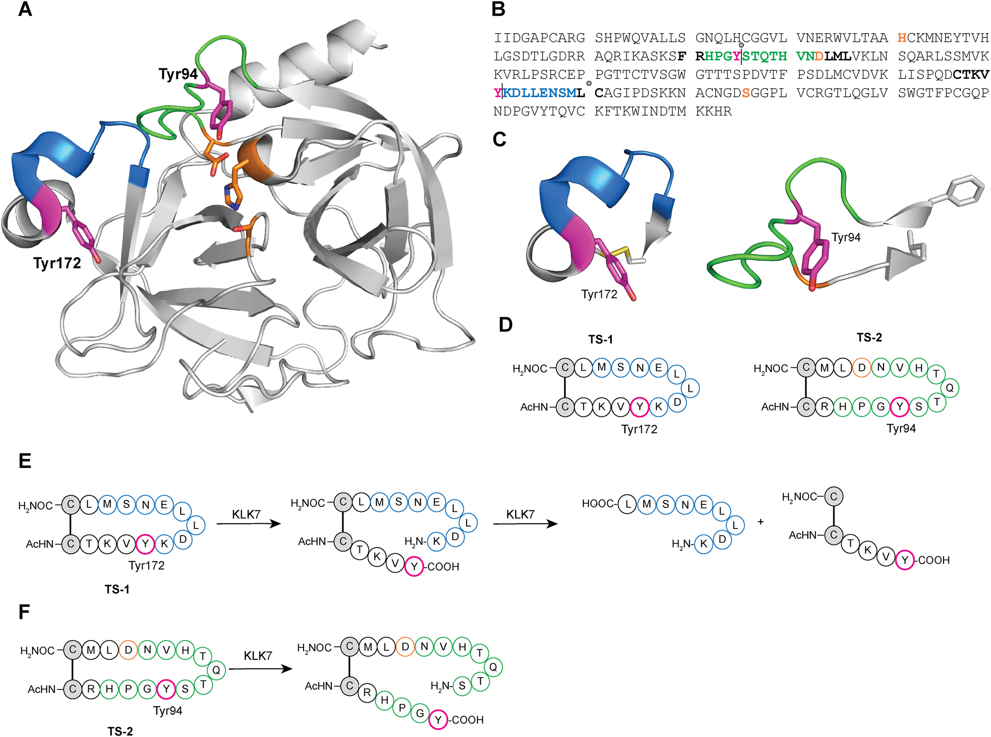 Analysis of kallikrein-related peptidase 7 (KLK7) autolysis reveals ...
