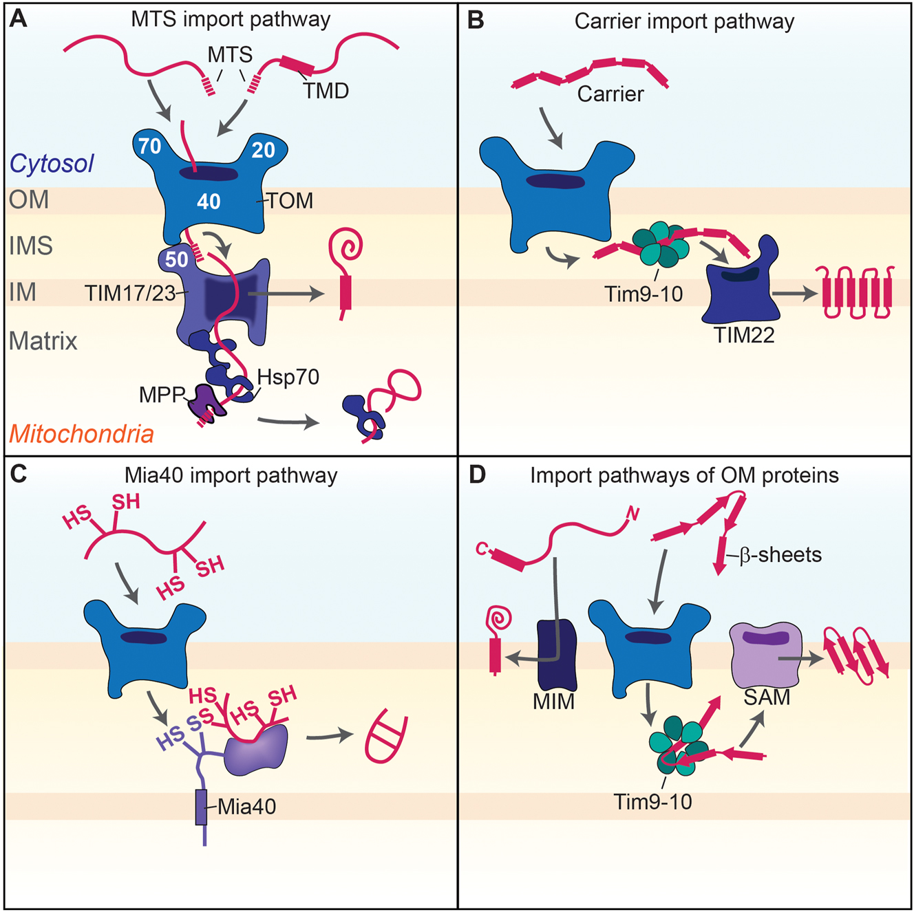 MitoStores: stress-induced aggregation of mitochondrial proteins