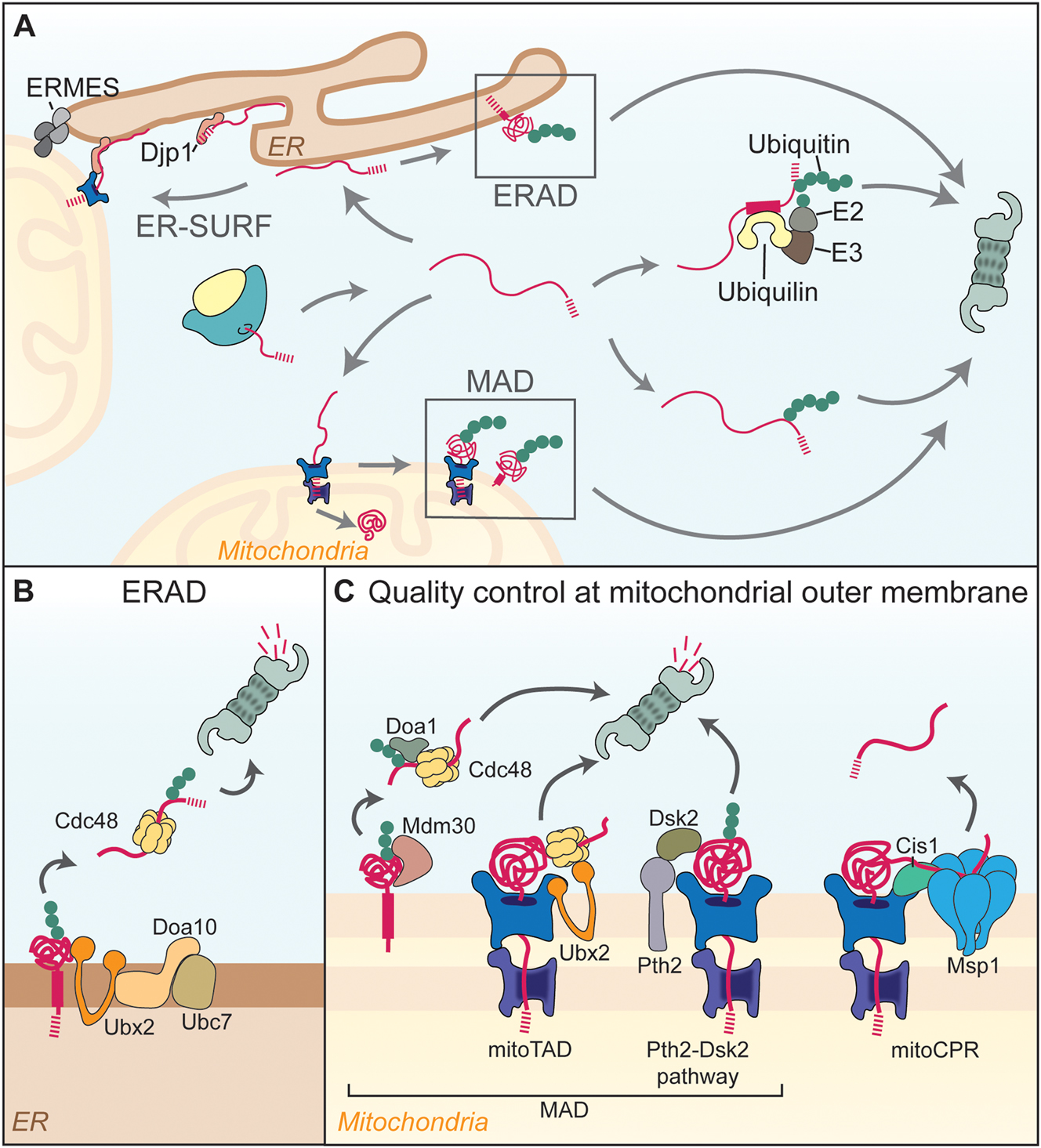 MitoStores: stress-induced aggregation of mitochondrial proteins