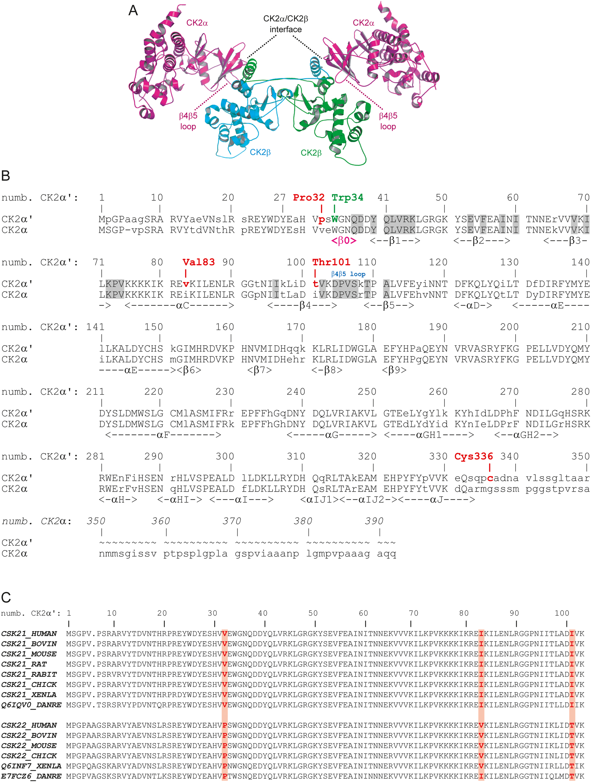 A CK2α′ mutant indicating why CK2α and CK2α′, the isoforms of the catalytic subunit of human ...