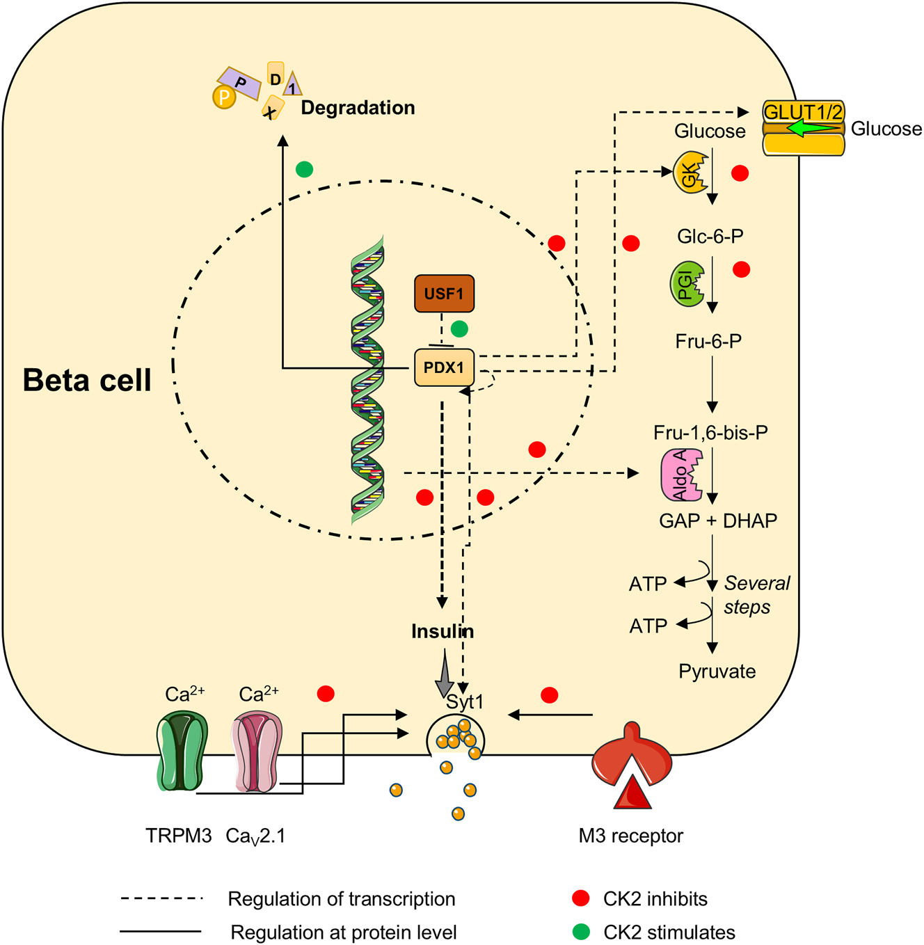 Protein kinase CK2 contributes to glucose homeostasis