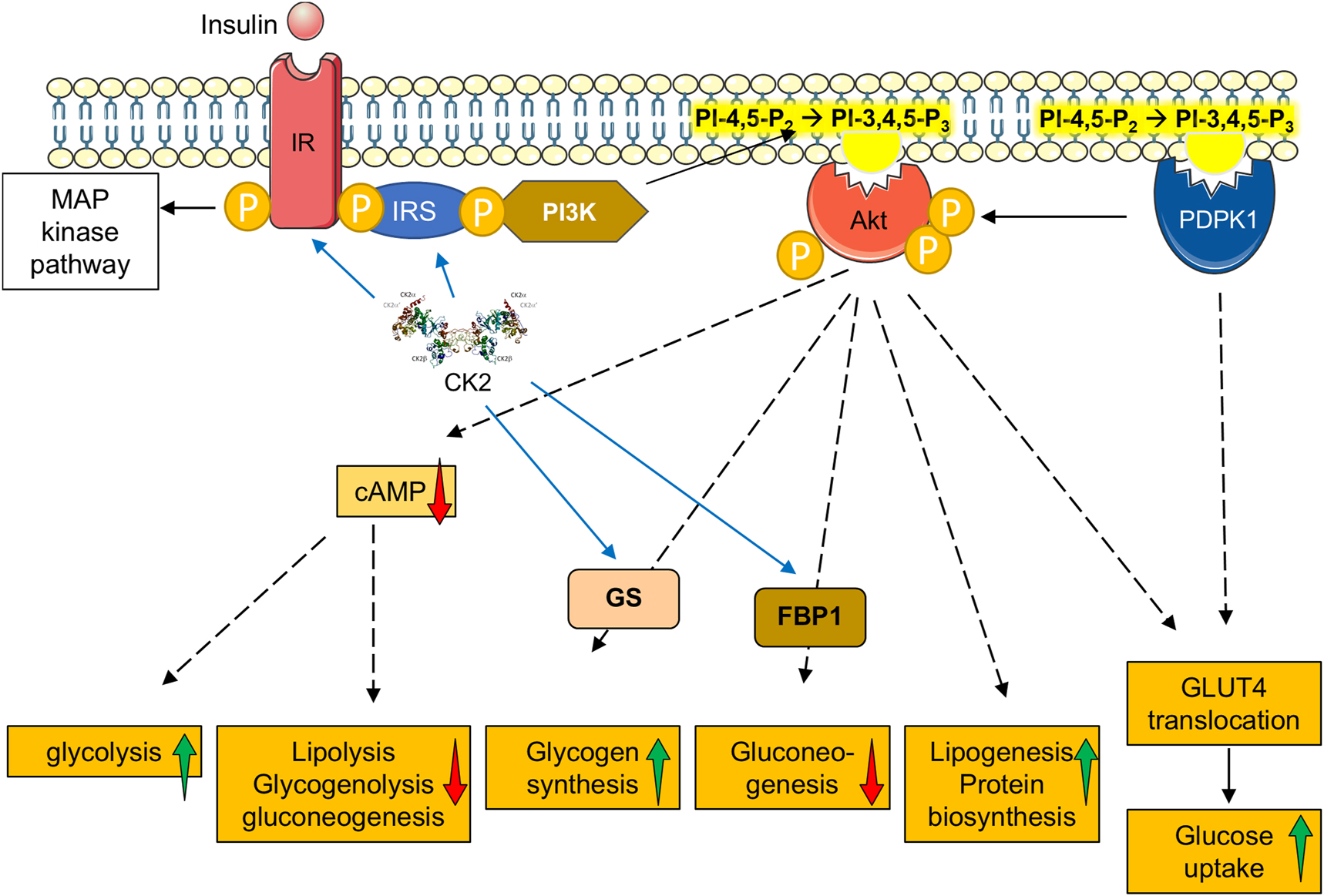 Protein kinase CK2 contributes to glucose homeostasis