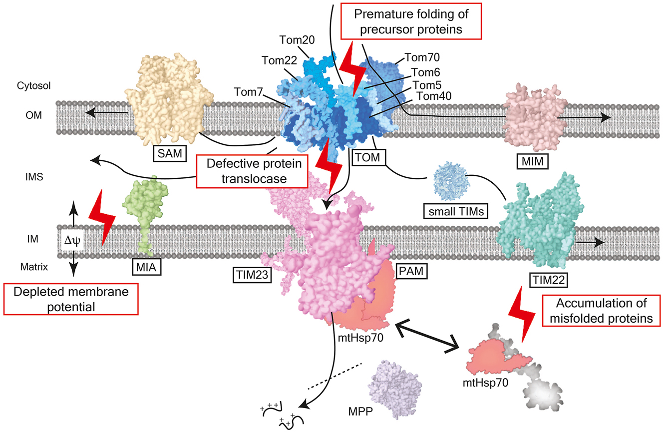Unclogging of the TOM complex under import stress