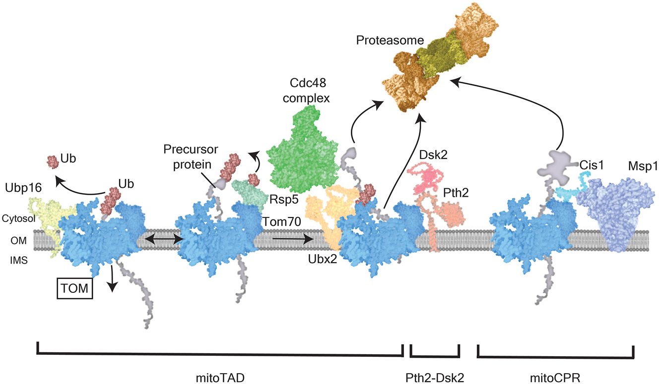 Unclogging of the TOM complex under import stress