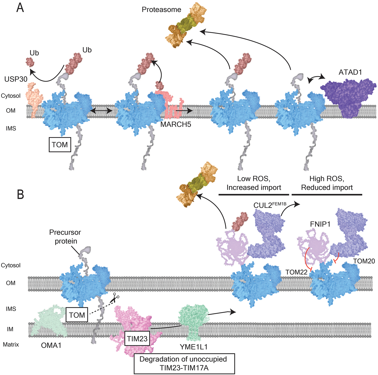 Unclogging of the TOM complex under import stress