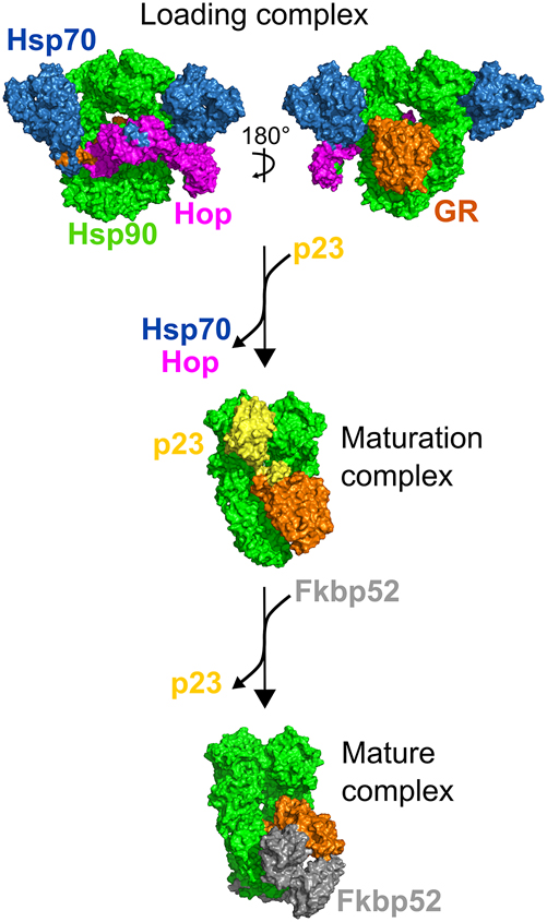 The evolution and diversification of the Hsp90 co-chaperone system