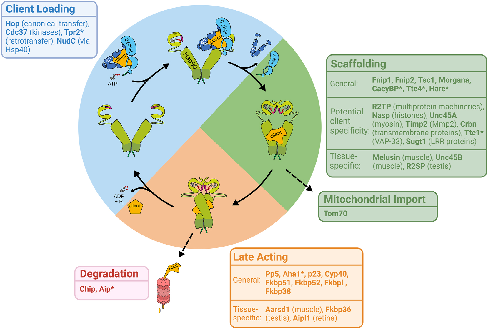 The evolution and diversification of the Hsp90 co-chaperone system