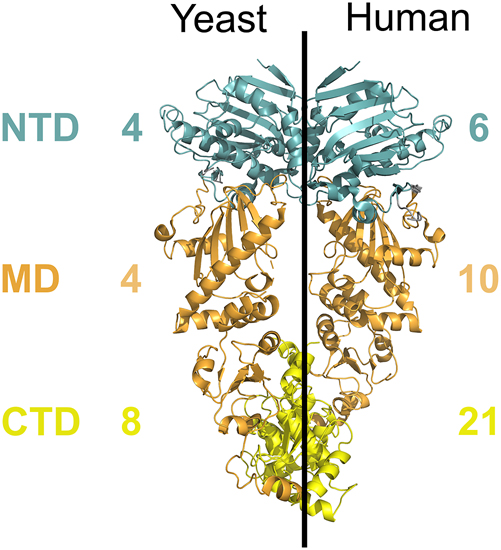 The evolution and diversification of the Hsp90 co-chaperone system