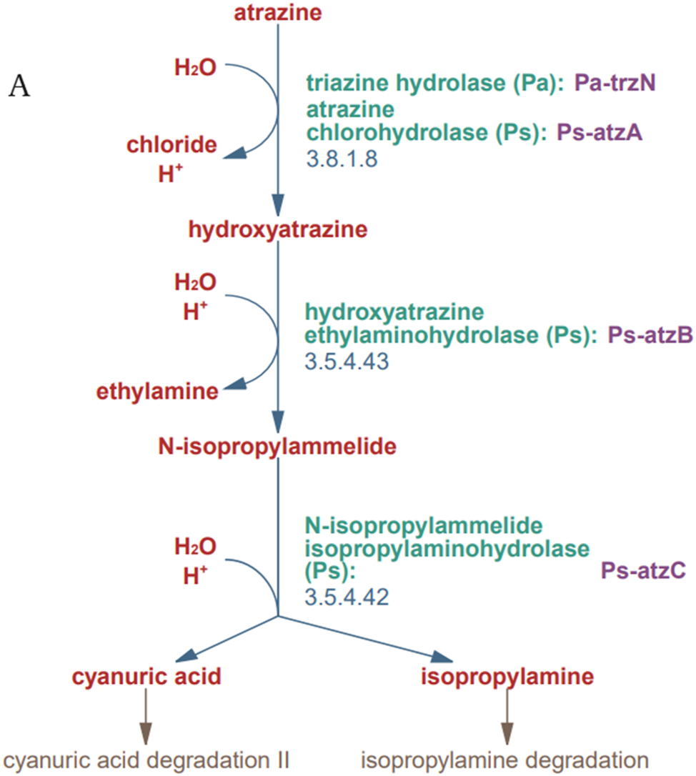Biodegradation of atrazine, a review of its metabolic pathways