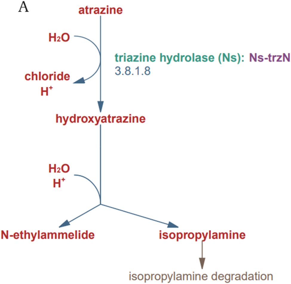 Biodegradation of atrazine, a review of its metabolic pathways