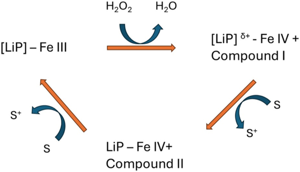 Biodegradation of atrazine, a review of its metabolic pathways