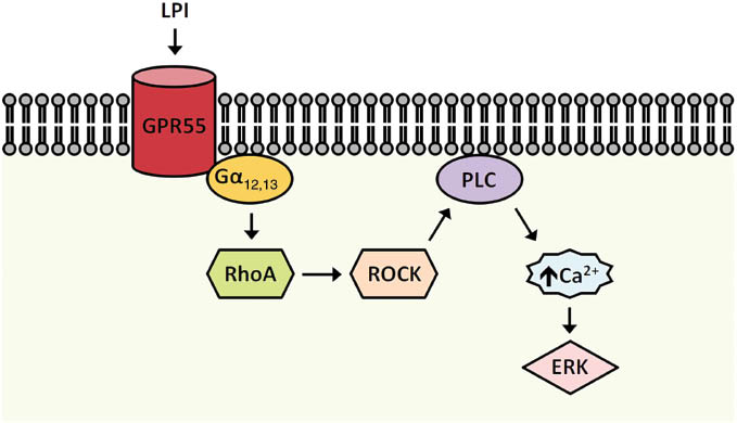 GPR55 – a putative “type 3” cannabinoid receptor in infla...