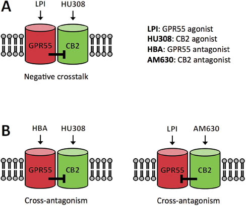 GPR55 – a putative “type 3” cannabinoid receptor in infla...