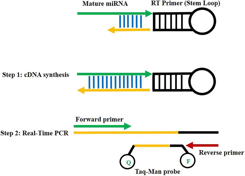 Predicting the possible effect of miR-203a-3p and miR-29a-3p on DNMT3B and GAS7 genes expression