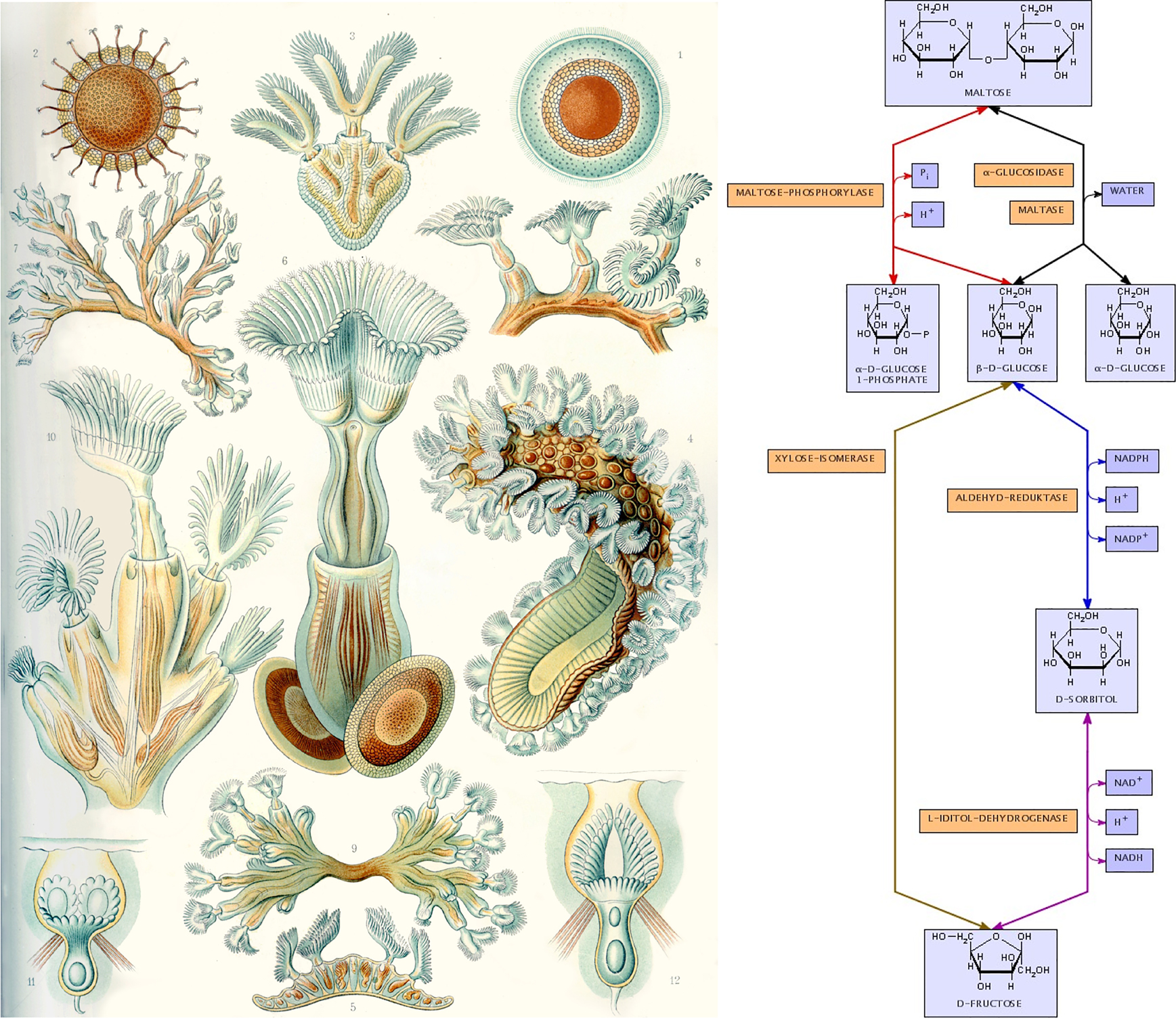 Design considerations for representing systems biology information with the Systems Biology ...