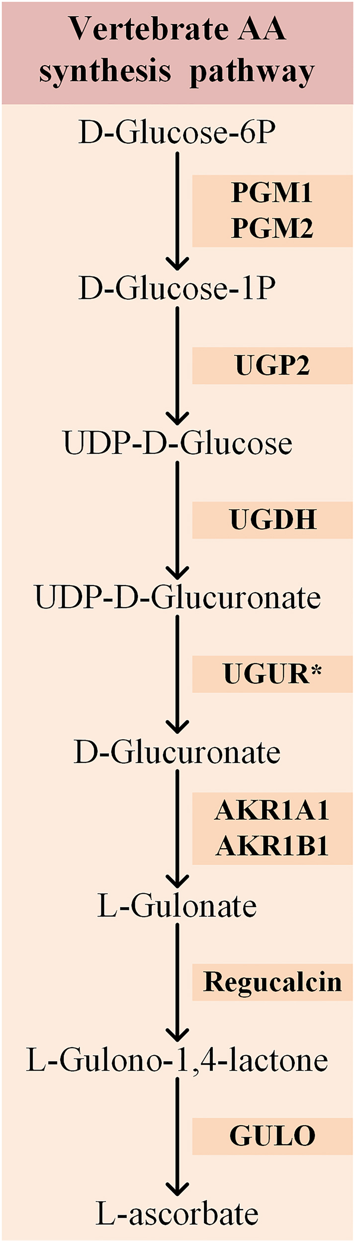 Inferences on the evolution of the ascorbic acid synthesis pathway in ...