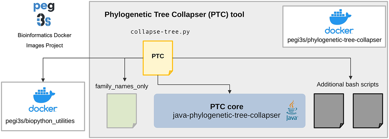 Inferences on the evolution of the ascorbic acid synthesis pathway in ...
