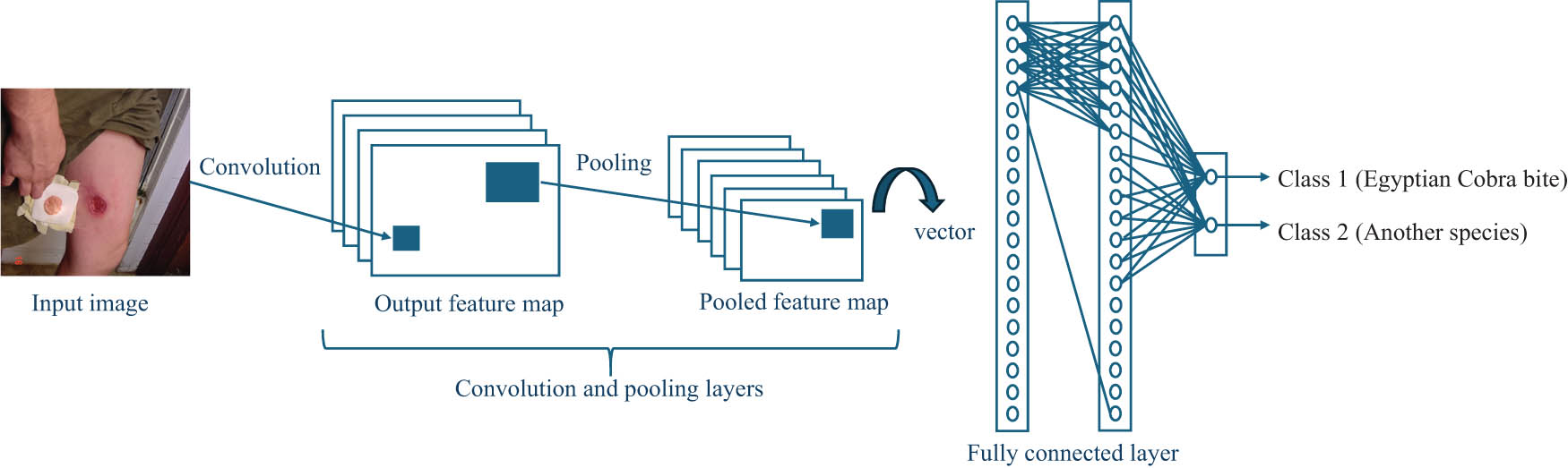 Explainable deep learning approach for recognizing “Egyptian Cobra ...